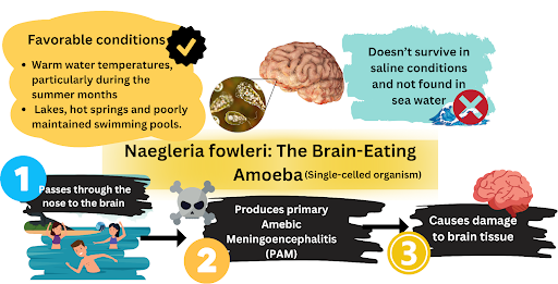 Naegleria fowleri: The Brain-Eating Amoeba