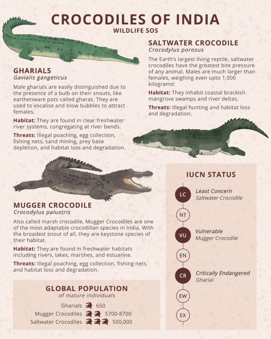 Daily News Analysis 'Saltwater Crocodile Numbers Rise in Sundarbans ...